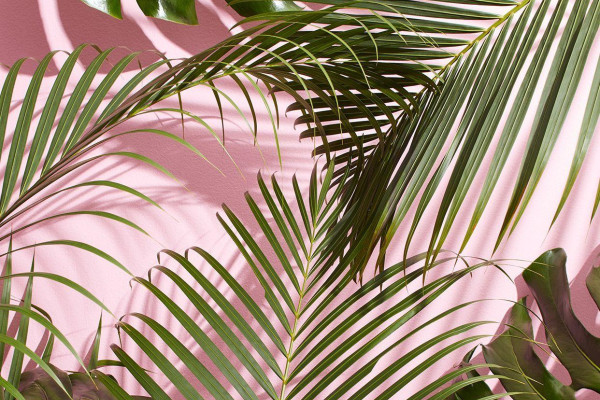 Palm Tree Leaves Wallpapers - Top Free Palm Tree Leaves Backgrounds ...