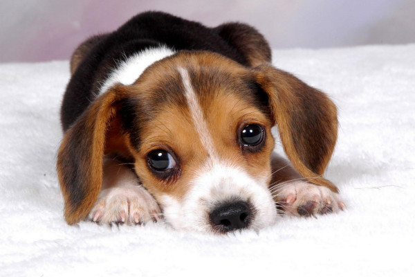 Small Puppies Wallpapers - Top Free Small Puppies Backgrounds ...