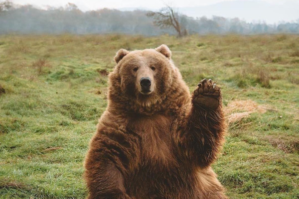 Blue Bear Wallpapers - Top Free Blue Bear Backgrounds - WallpaperAccess