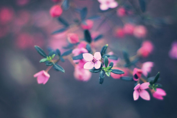 Flower House Wallpapers - Top Free Flower House Backgrounds ...