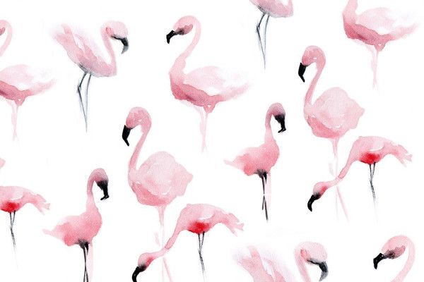 4K Flamingo Wallpapers - Top Free 4K Flamingo Backgrounds - WallpaperAccess