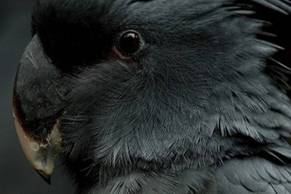 Cool Parrot Wallpapers - Top Free Cool Parrot Backgrounds - WallpaperAccess