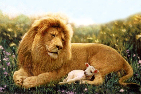 Lamb Wallpapers - Top Free Lamb Backgrounds - WallpaperAccess