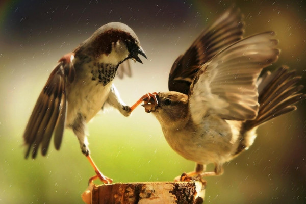 Funny Rabbit Wallpapers - Top Free Funny Rabbit Backgrounds ...