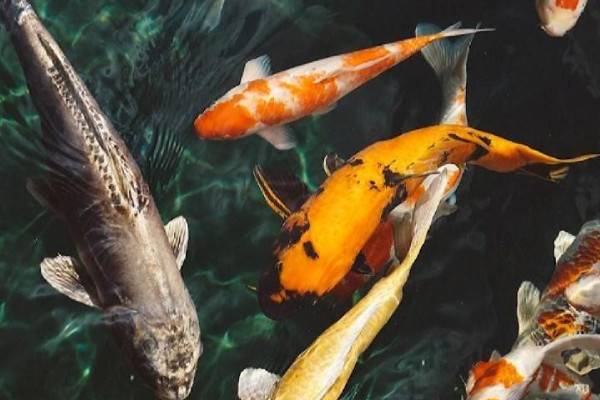 Koi Fish Desktop Wallpapers - Top Free Koi Fish Desktop Backgrounds ...