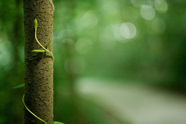 Night Tree Wallpapers - Top Free Night Tree Backgrounds - WallpaperAccess