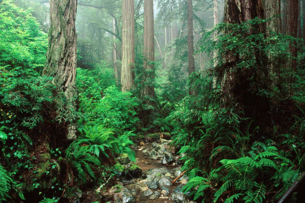 Maine Forest Wallpapers - Top Free Maine Forest Backgrounds ...