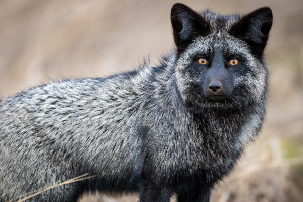 Fox Wallpapers - Top Free Fox Backgrounds - WallpaperAccess