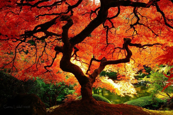 Japanese Tree Wallpapers - Top Free Japanese Tree Backgrounds ...