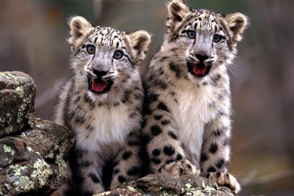 Snow Leopard Desktop Wallpapers - Top Free Snow Leopard Desktop ...
