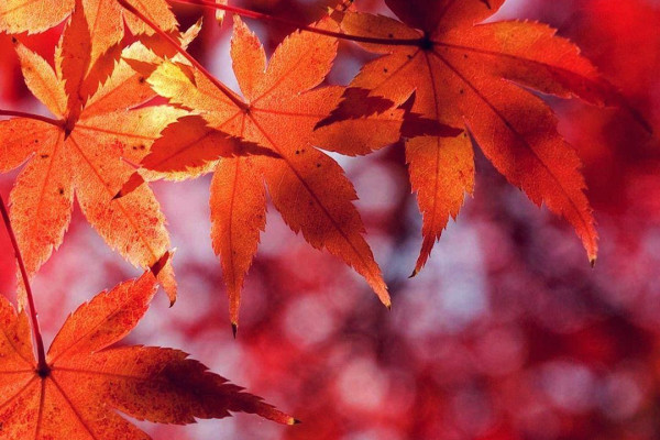 Calming 4K Wallpapers - Top Free Calming 4K Backgrounds - WallpaperAccess