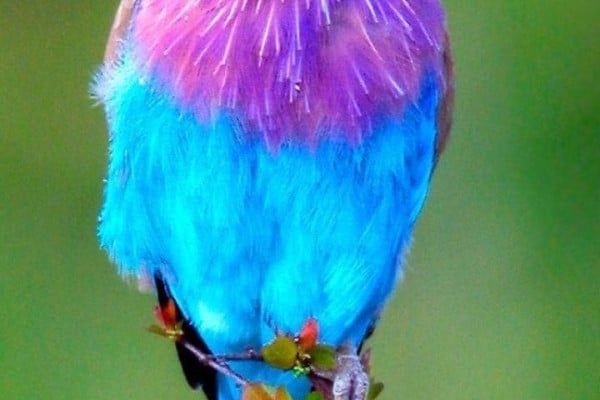 Bird Painting Wallpapers - Top Free Bird Painting Backgrounds ...