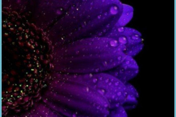 Purple Phoenix Wallpapers - Top Free Purple Phoenix Backgrounds ...