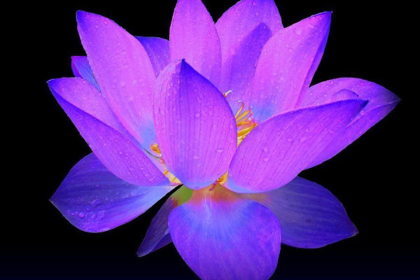 Abstract Lotus Wallpapers - Top Free Abstract Lotus Backgrounds ...