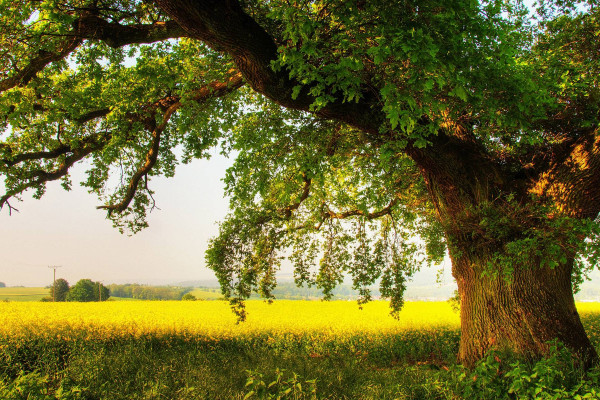 Old Tree Wallpapers - Top Free Old Tree Backgrounds - WallpaperAccess