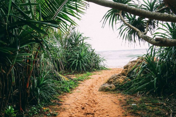 Jungle Computer Wallpapers - Top Free Jungle Computer Backgrounds ...