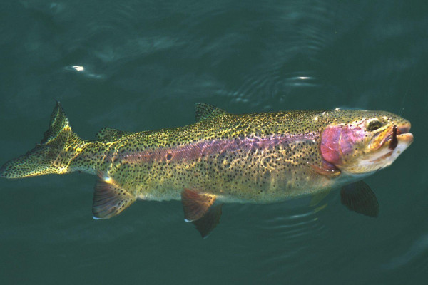 Sturgeon Wallpapers - Top Free Sturgeon Backgrounds - WallpaperAccess