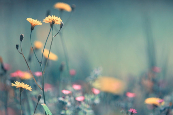 Simple Spring Desktop Wallpapers - Top Free Simple Spring Desktop ...