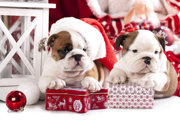 Christmas Corgi Wallpapers - Top Free Christmas Corgi Backgrounds ...