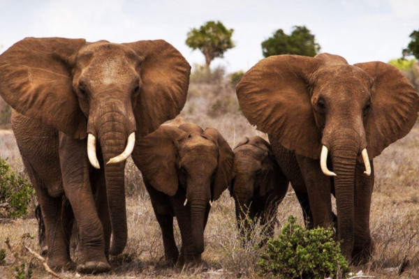 Drawing Cute Animal Wallpapers - Top Free Drawing Cute Animal ...