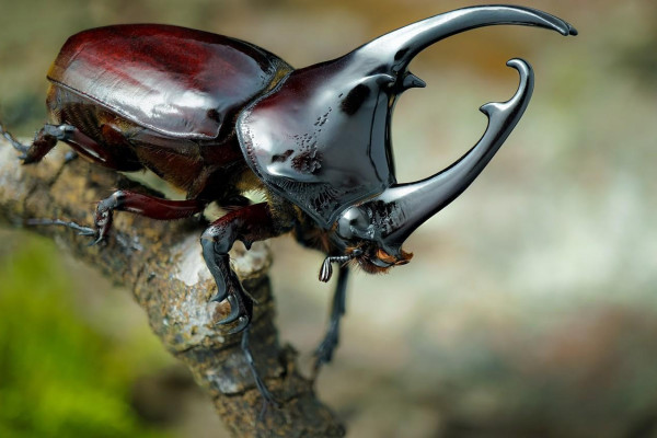 HD Insect Wallpapers - Top Free HD Insect Backgrounds - WallpaperAccess