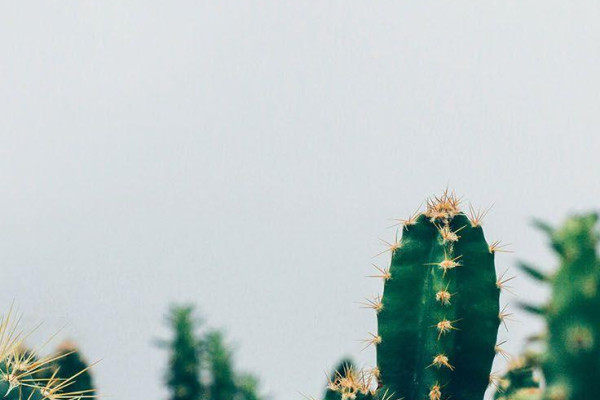 Green Cactus Wallpapers - Top Free Green Cactus Backgrounds ...