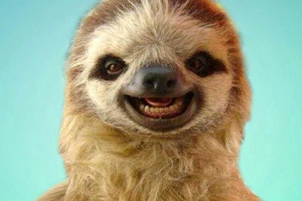 Sloth Wallpapers - Top Free Sloth Backgrounds - WallpaperAccess