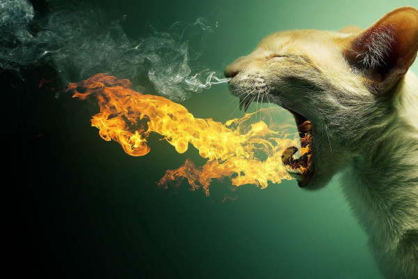 Fire Lion Wallpapers - Top Free Fire Lion Backgrounds - WallpaperAccess