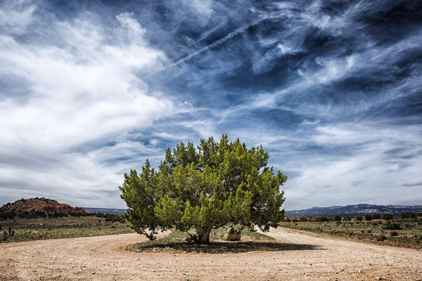 Magnolia Tree Wallpapers - Top Free Magnolia Tree Backgrounds ...