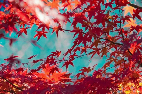 Maple Tree Wallpapers - Top Free Maple Tree Backgrounds - WallpaperAccess