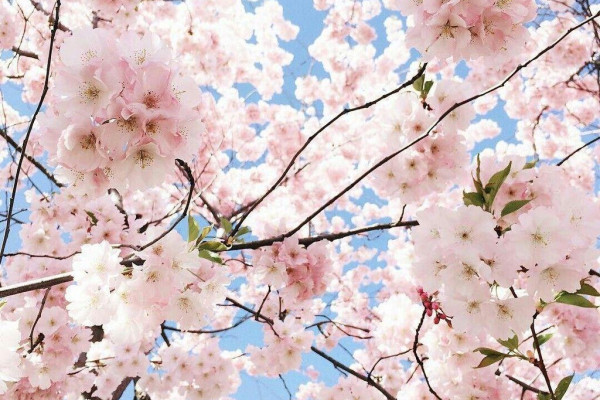 Pastel Spring Computer Wallpapers - Top Free Pastel Spring Computer ...
