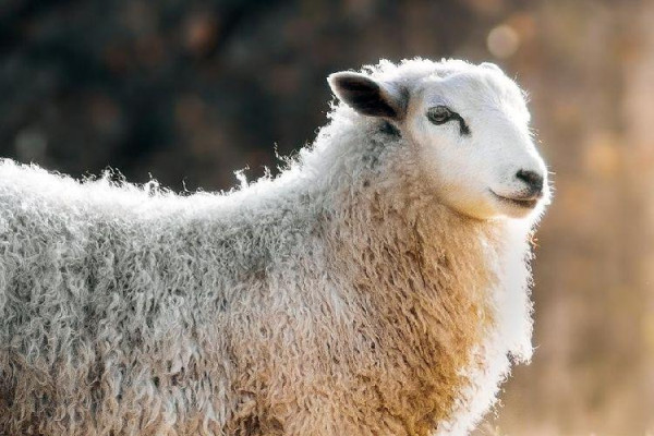 Crow iPhone Wallpapers - Top Free Crow iPhone Backgrounds - WallpaperAccess