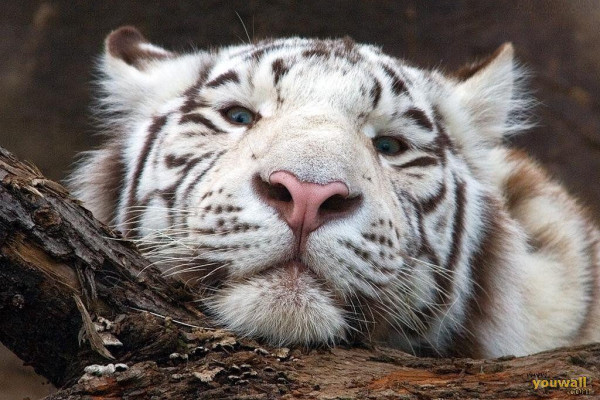 Cute Tiger Desktop Wallpapers - Top Free Cute Tiger Desktop Backgrounds ...