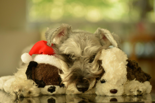 Christmas Corgi Wallpapers - Top Free Christmas Corgi Backgrounds ...