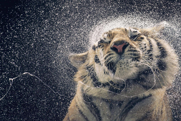 Black Tiger Wallpapers - Top Free Black Tiger Backgrounds - WallpaperAccess