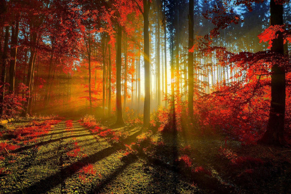 Tree Sunrise Wallpapers - Top Free Tree Sunrise Backgrounds ...