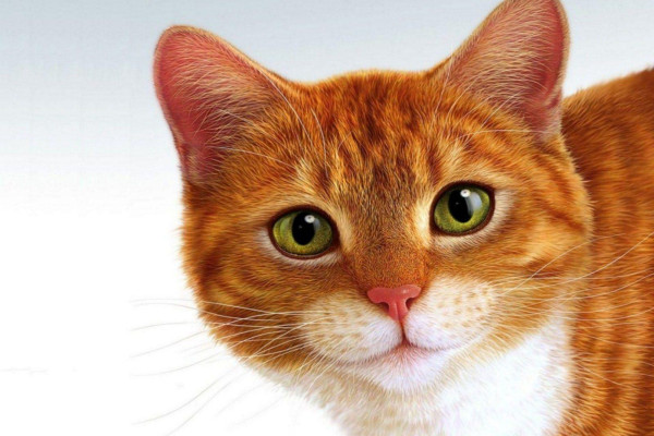 Fat Cat Wallpapers - Top Free Fat Cat Backgrounds - WallpaperAccess