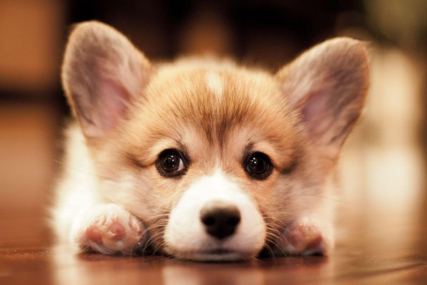 Doggie Corgi Wallpapers - Top Free Doggie Corgi Backgrounds ...