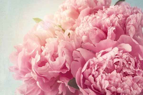 Peony Wallpapers - Top Free Peony Backgrounds - WallpaperAccess