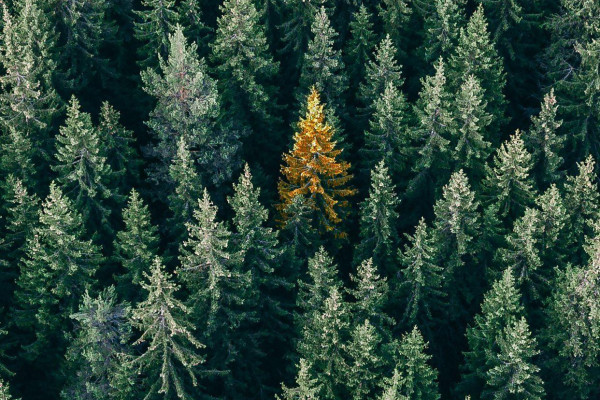 Pine Tree Wallpapers - Top Free Pine Tree Backgrounds - WallpaperAccess