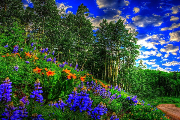Flower Garden Desktop Wallpapers - Top Free Flower Garden Desktop ...