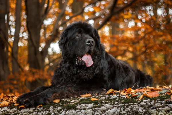 Dog Computer Wallpapers - Top Free Dog Computer Backgrounds ...