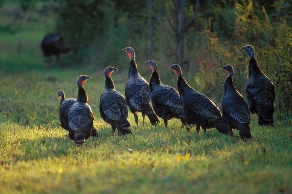 Turkey Wallpapers - Top Free Turkey Backgrounds - WallpaperAccess