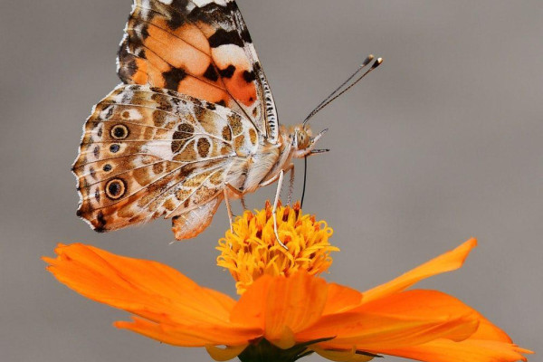 Night Butterfly Wallpapers - Top Free Night Butterfly Backgrounds ...