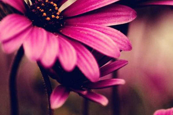 Flower High Quality Desktop Wallpapers - Top Free Flower High Quality ...