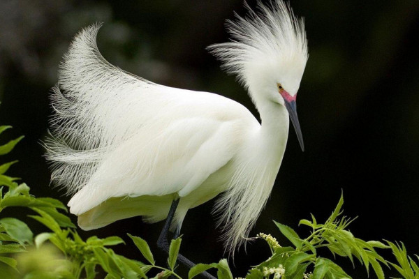 White Bird Wallpapers - Top Free White Bird Backgrounds - WallpaperAccess