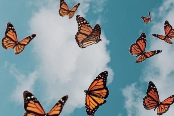 Funny Summer Wallpapers - Top Free Funny Summer Backgrounds ...