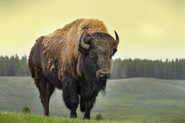 Bison Wallpapers - Top Free Bison Backgrounds - WallpaperAccess