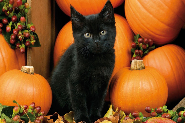 Fall Cat Wallpapers - Top Free Fall Cat Backgrounds - WallpaperAccess