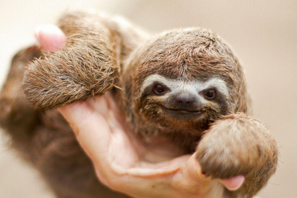 Sloth Wallpapers - Top Free Sloth Backgrounds - WallpaperAccess